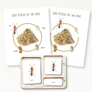 ANT Life Cycle | Montessori Nomenclature Cards and Life Cycle Poster ...