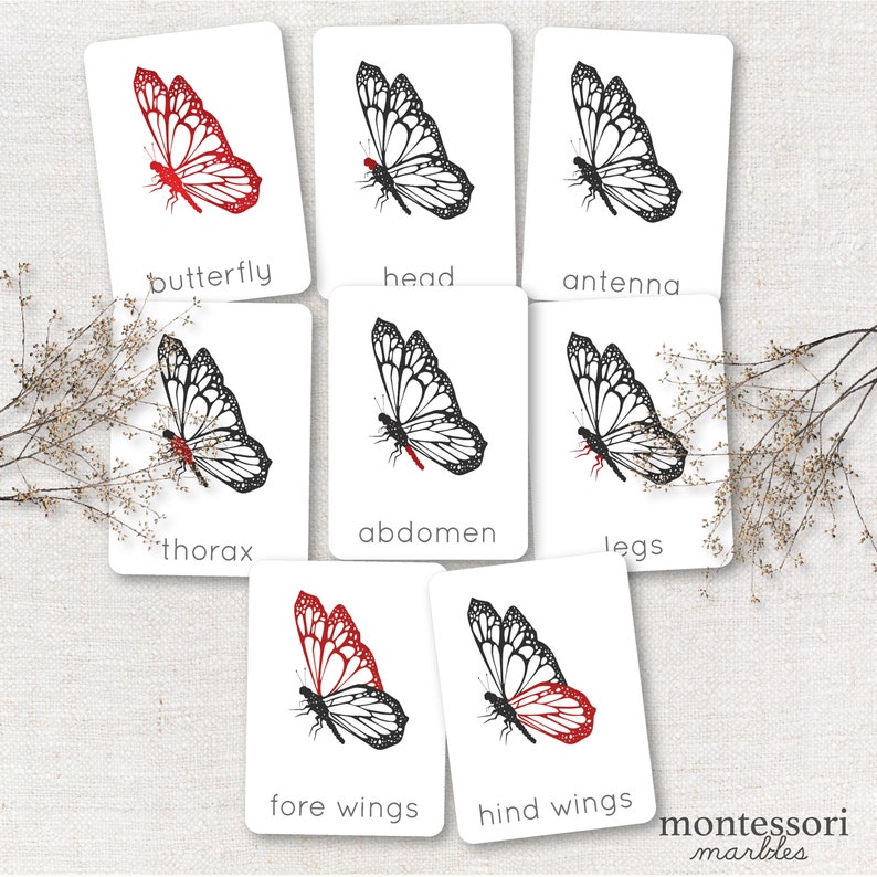 Parts of a Butterfly Montessori Nomenclature Cards - Etsy