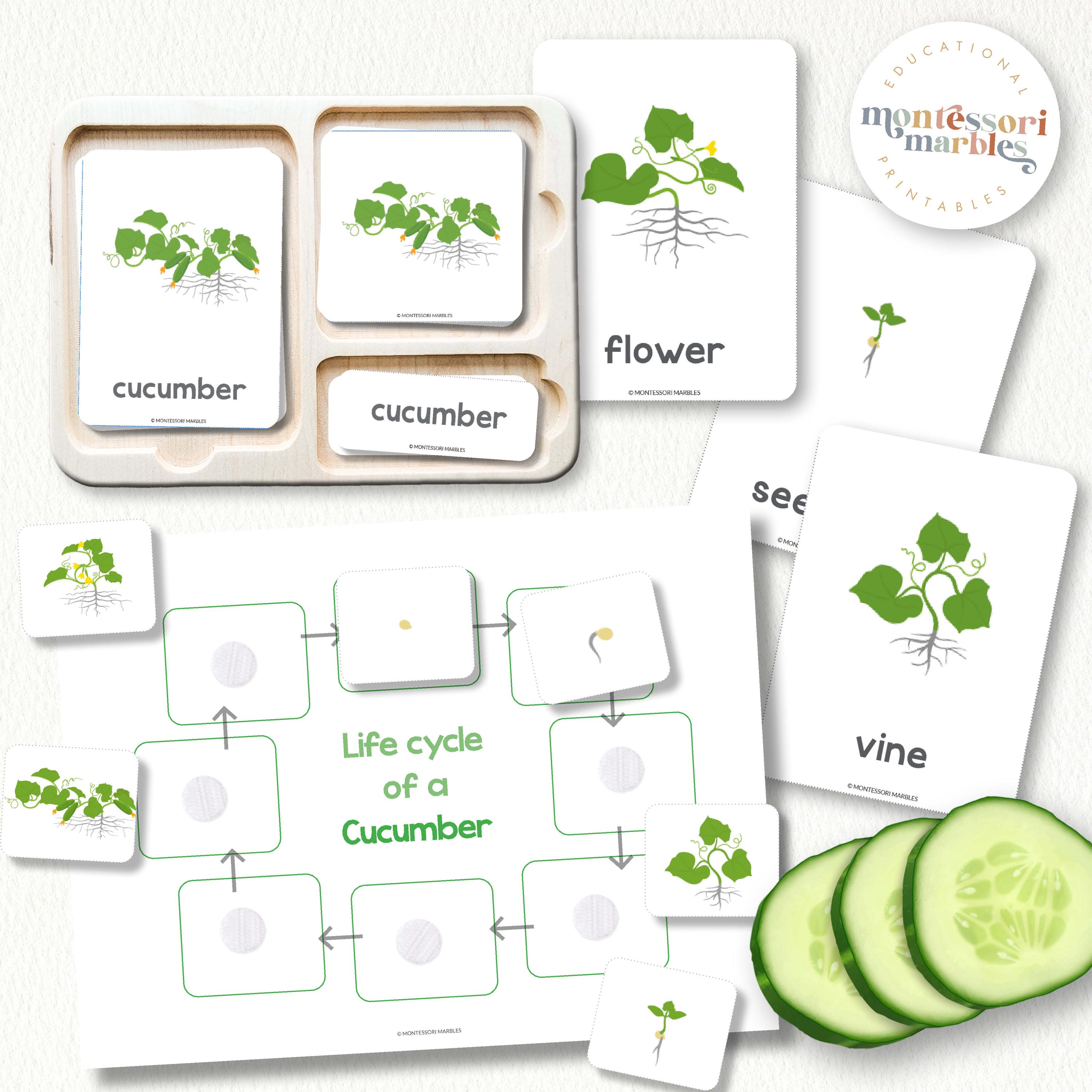 Cucumber Life Cycle Nomenclature Cards | Montessori Science ...