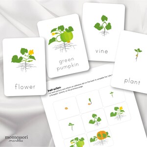 Life Cycle of a Pumpkin Montessori Nomenclature Cards Montessori at ...