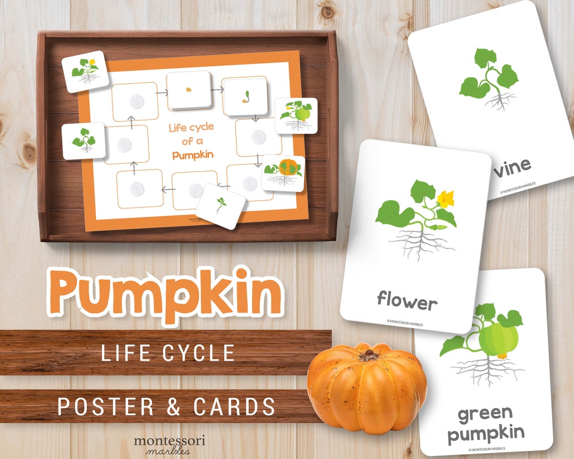 Life Cycle of a Pumpkin Montessori Nomenclature Cards - Etsy
