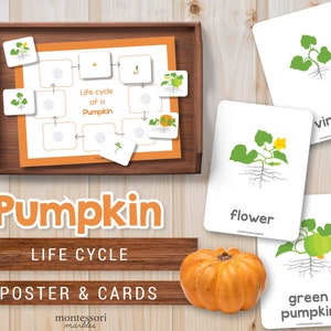 Life Cycle of a Pumpkin Montessori Nomenclature Cards - Etsy