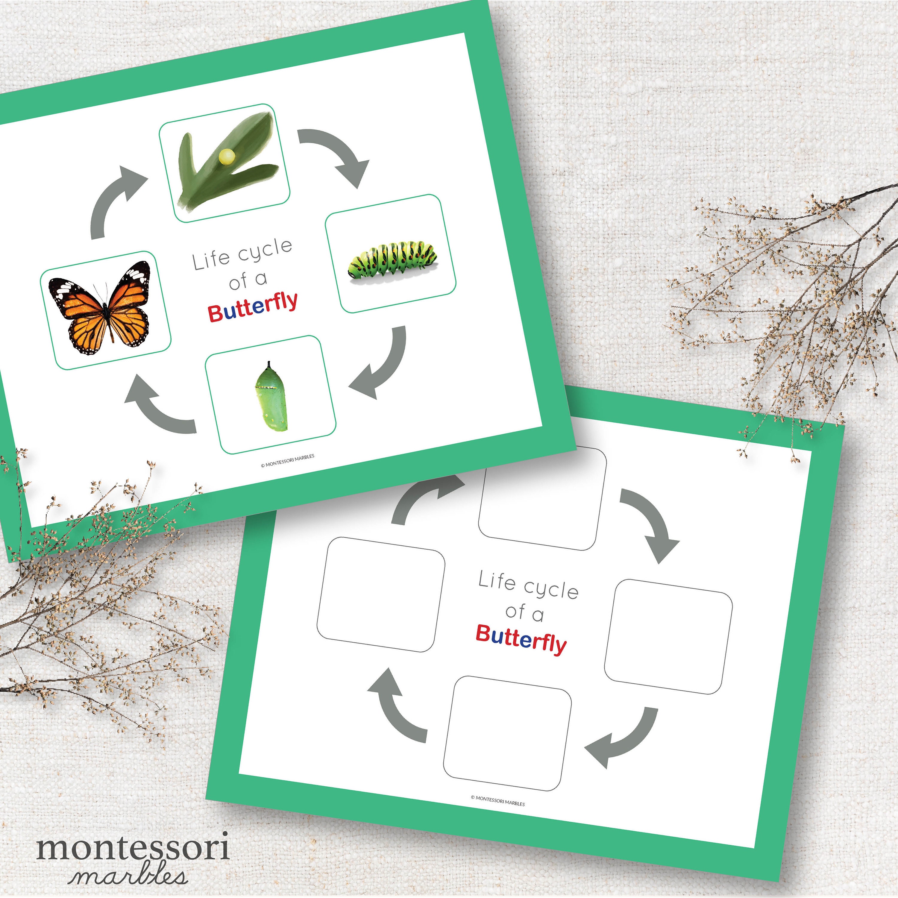 Life Cycle of a Butterfly Montessori Nomenclature Cards - Etsy Israel