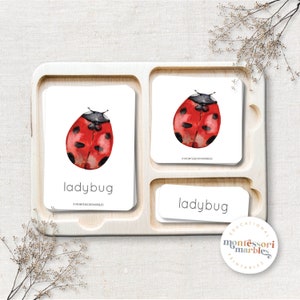 LADYBUG Life Cycle and Nomenclature Cards | Montessori Inspired Nature ...