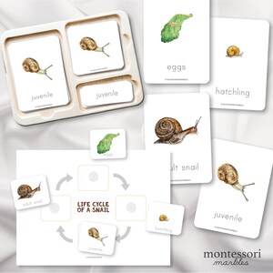 SNAIL LIFE CYCLE With Nomenclature Cards Preschool & Kindergarten ...