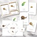 SNAIL LIFE CYCLE With Nomenclature Cards Preschool & - Etsy