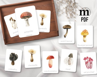 Mushroom Flash Cards - Etsy