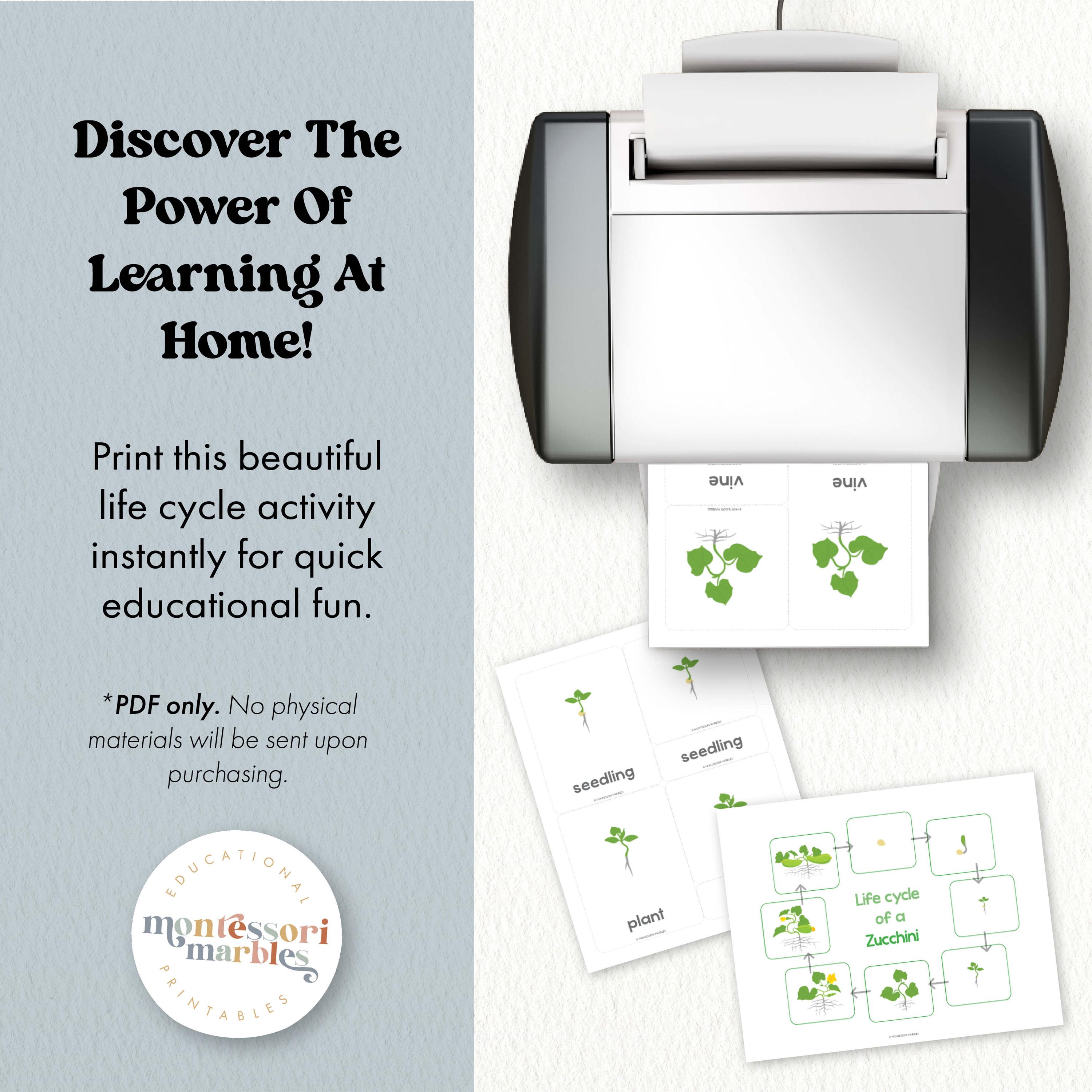 Montessori Dragonfly Life Cycle Nomenclature Cards | Sequencing ...