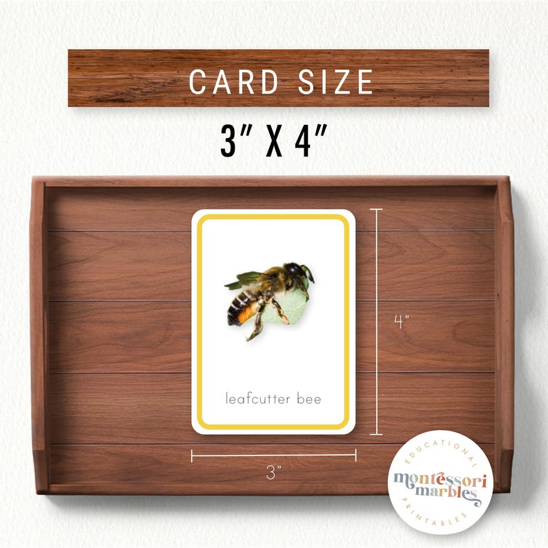 Types of Bees Flash Cards | Montessori Science | Nature Study Insects ...