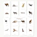 DESERT ANIMALS Flash Cards | Vocabulary Builder | Montessori Inspired ...