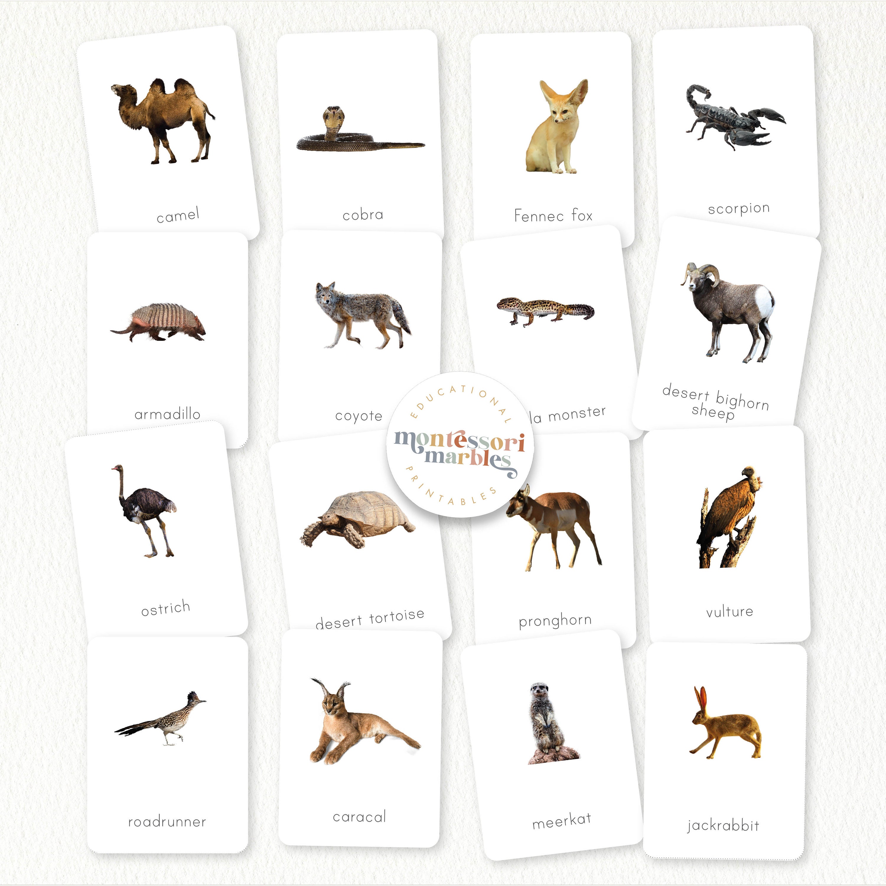 Desert Animals Flash Cards | Montessori Zoology Vocabulary | Real Photo ...