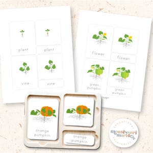 Life Cycle of a Pumpkin | Montessori Nomenclature Cards | Montessori at ...