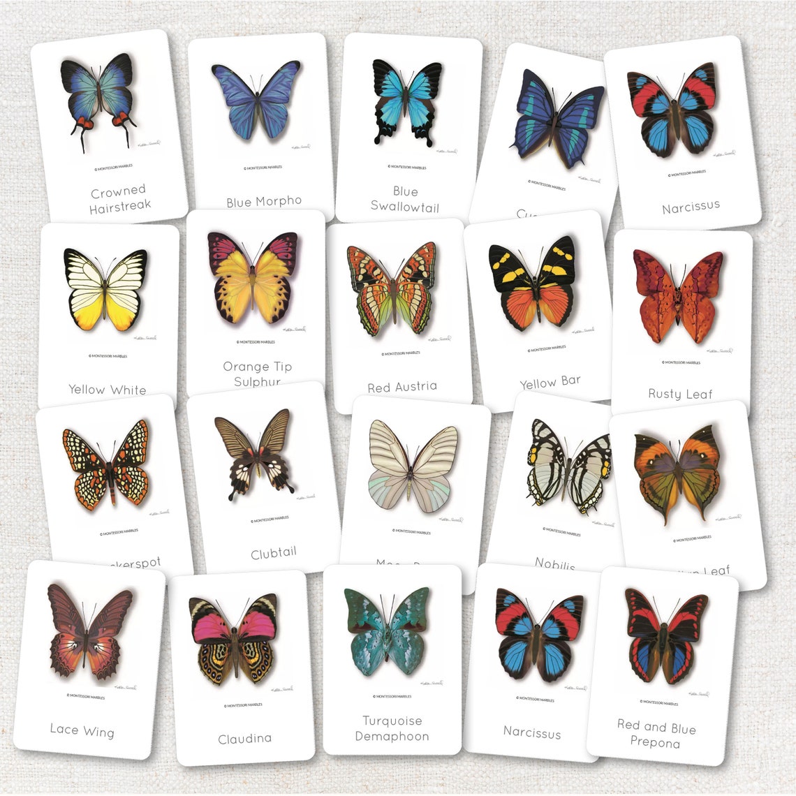 BUTTERFLY Montessori Nomenclature Cards Types of Butterflies - Etsy