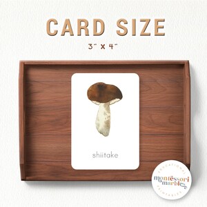Mushroom Flash Cards | Montessori Inspired Fall Autumn Vocabulary ...