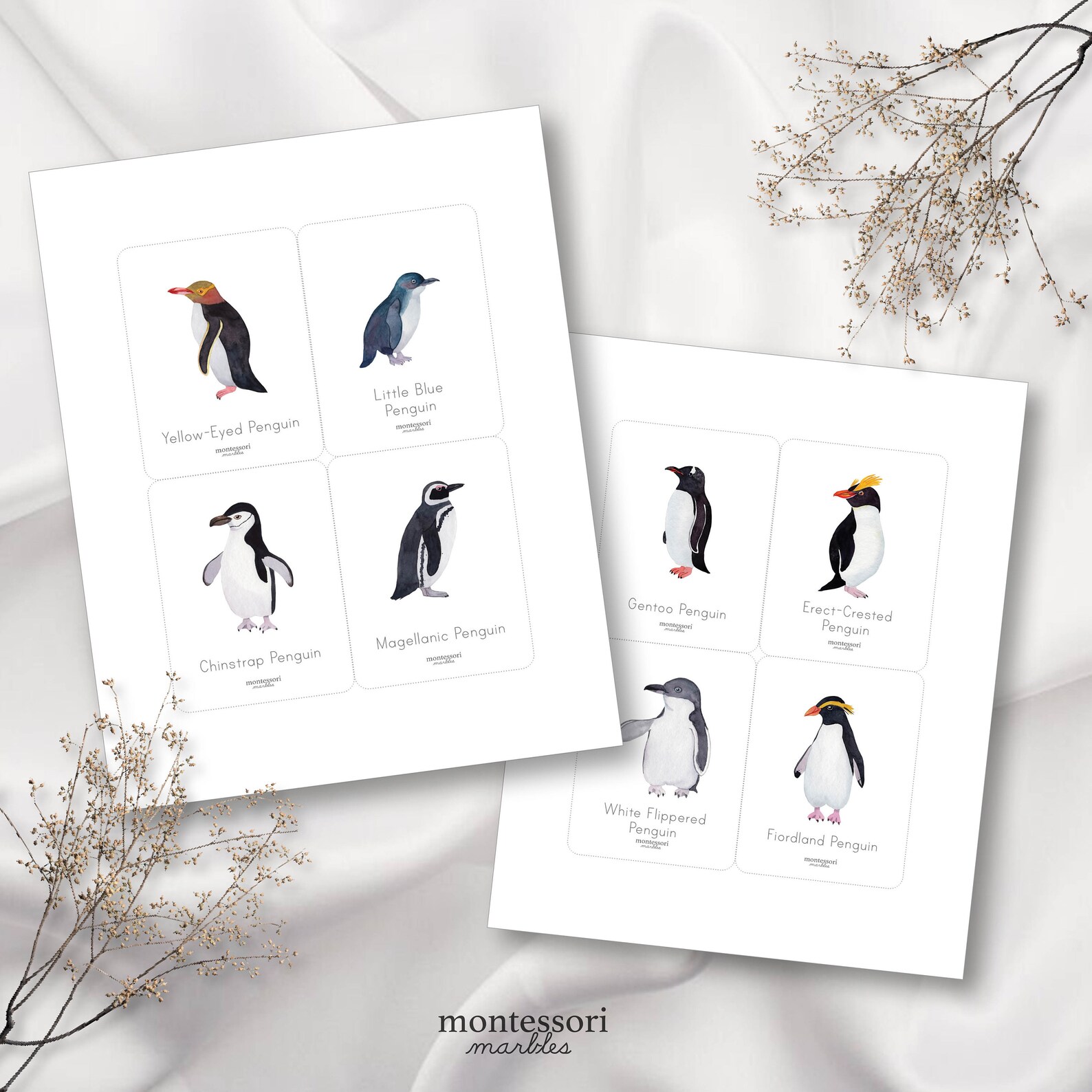 PENGUINS Montessori Flash Cards Types of Penguins - Etsy