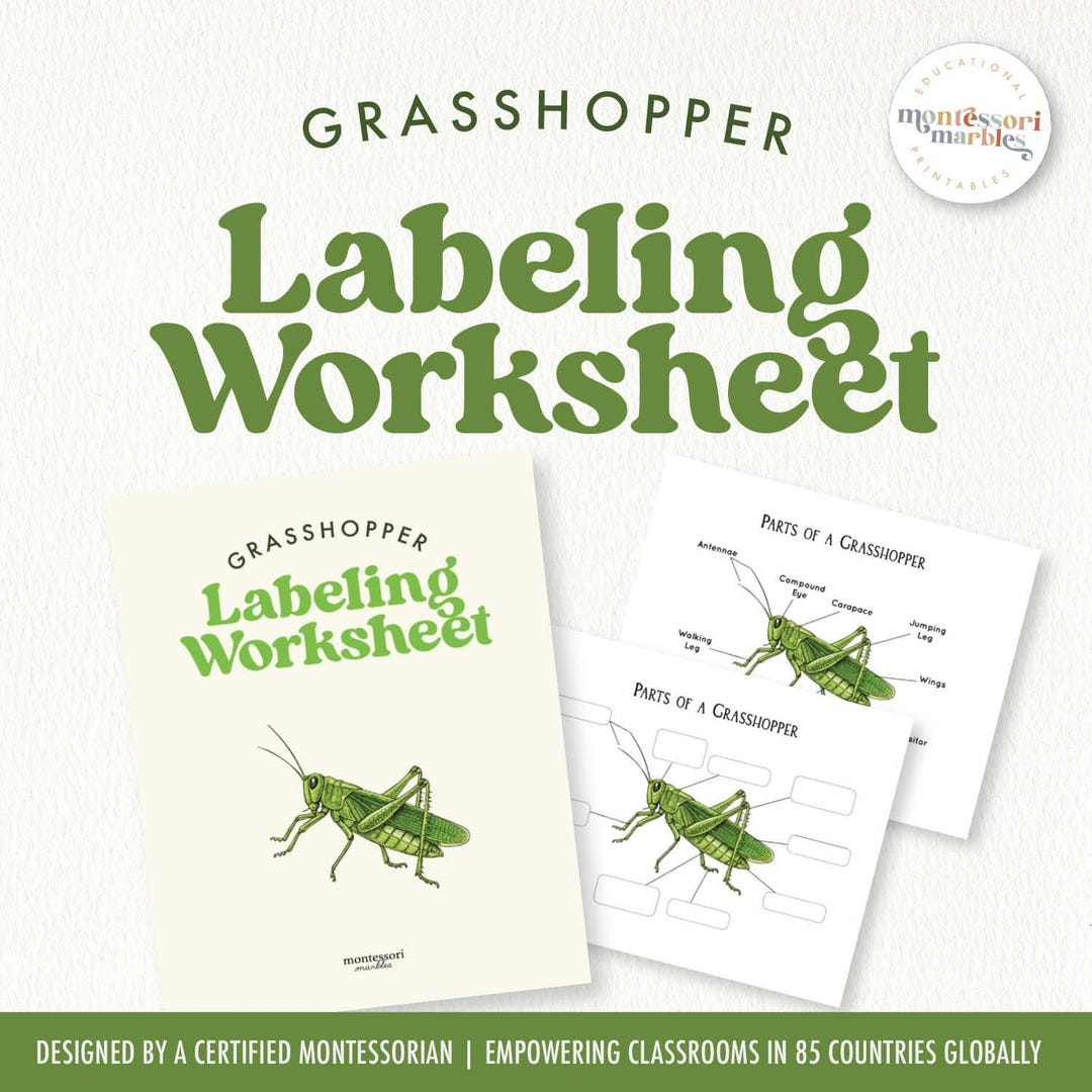 Grasshopper Anatomy Printable | Montessori Insect Study | Science ...