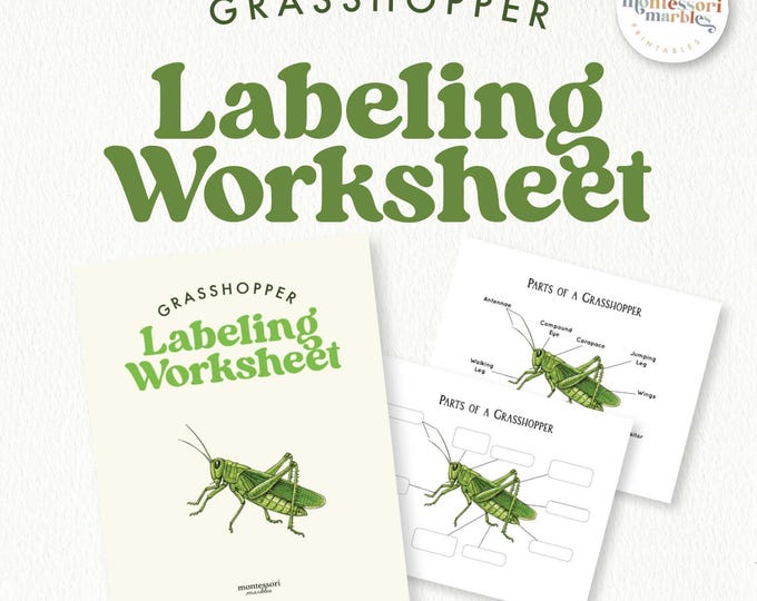 Parts of a Grasshopper Nomenclature Book - Montessori Zoology (digital ...