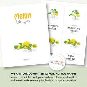 Life Cycle of a Melon and Montessori Nomenclature Cards | Growing Melon ...