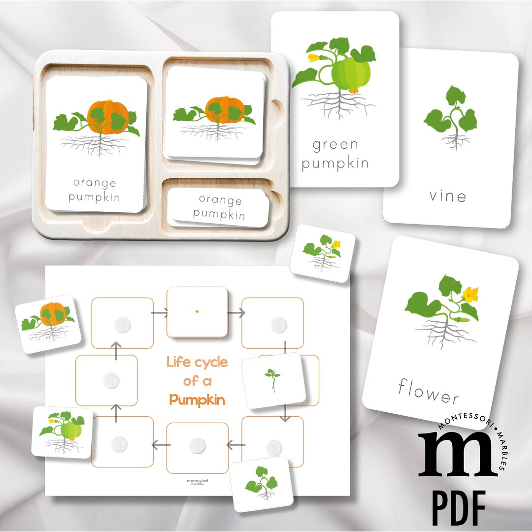 Life Cycle of a Pumpkin Montessori Nomenclature Cards Montessori at ...