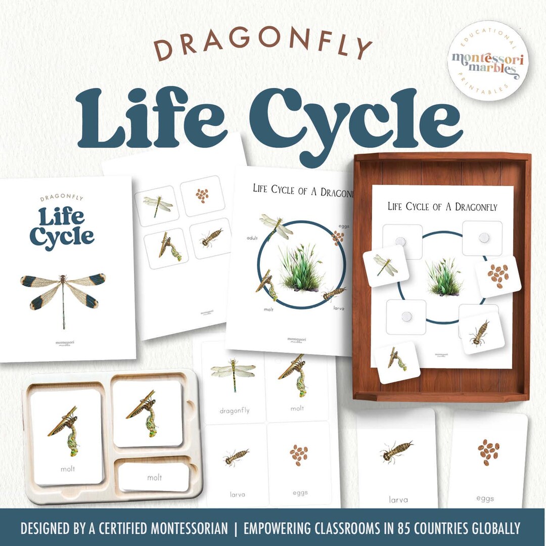 Montessori Dragonfly Life Cycle Nomenclature Cards | Sequencing ...