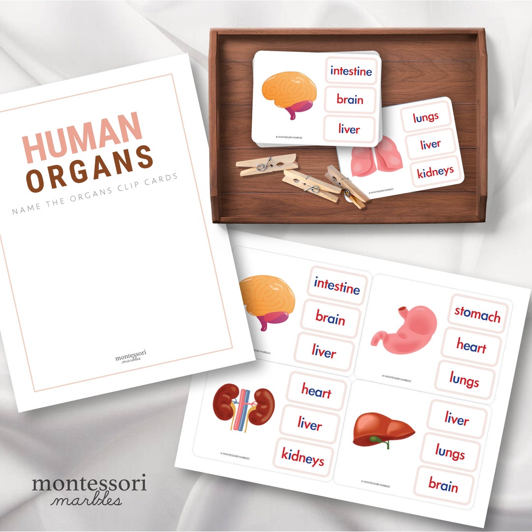 Human Body Organs Labeling Pictures With Words for Pre-k Preschool ...