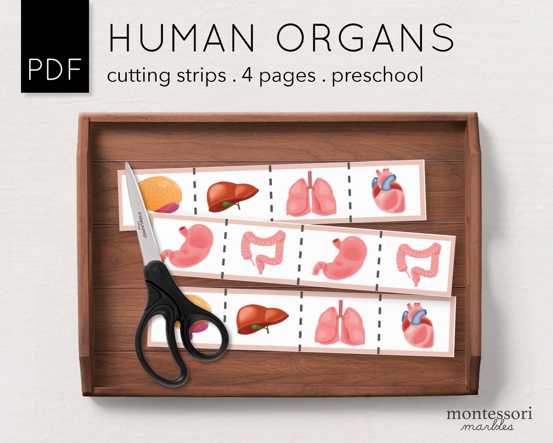 Human Body Organs Cutting Strips for PreK Preschool | Etsy