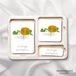 Life Cycle of a Pumpkin Montessori Nomenclature Cards Montessori at ...