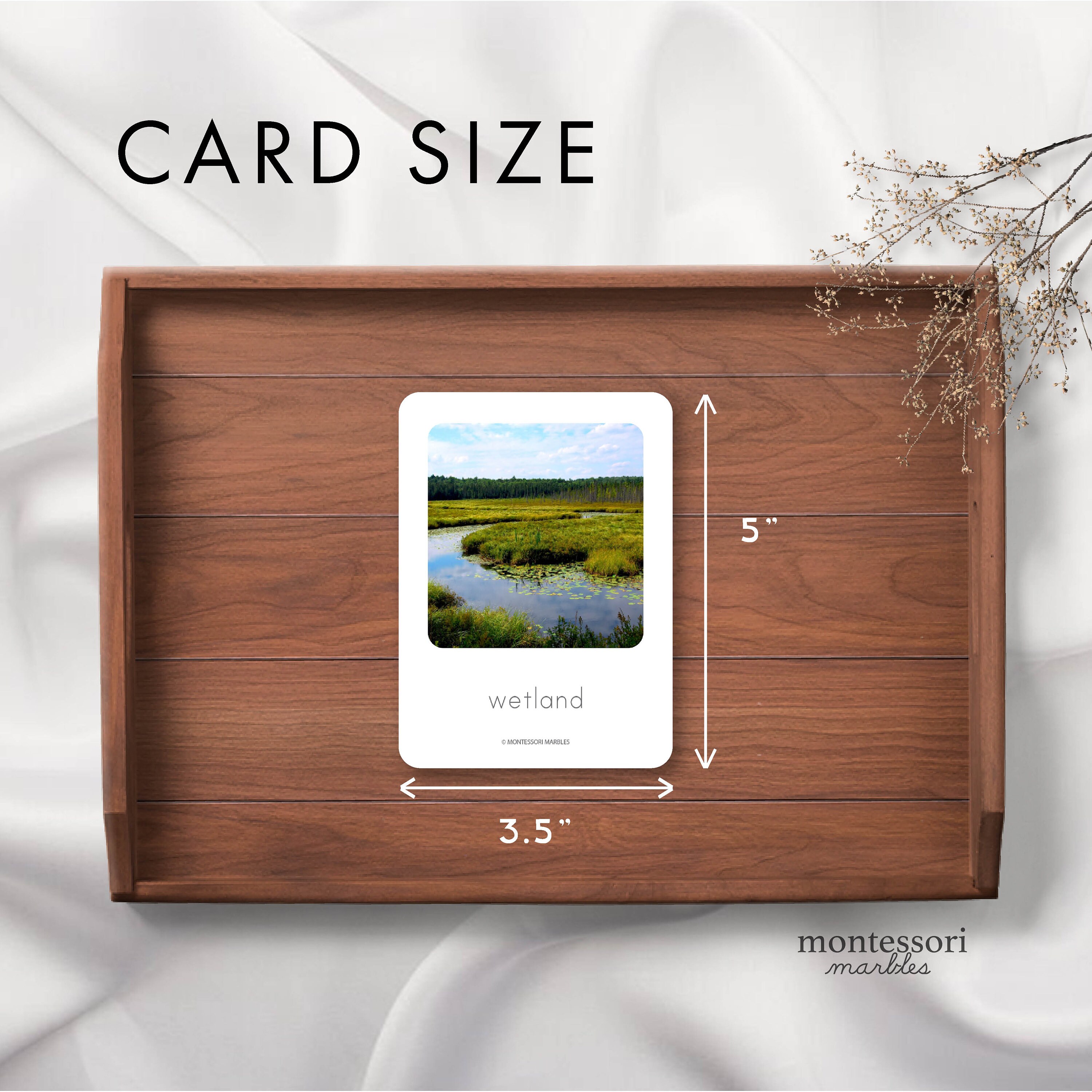 BIOMES Nomenclature Cards Montessori Inspired Cards Social Studies ...