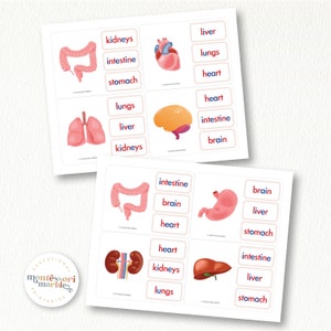 Human Body Organs Labeling Pictures With Words for Pre-k Preschool ...