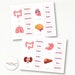 Human Body Organs Labeling Pictures With Words for Pre-k Preschool ...
