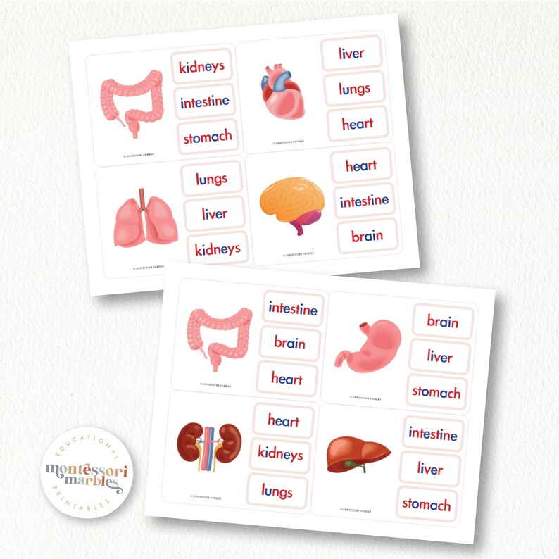 Human Body Organs Labeling Pictures With Words for Pre-k Preschool ...