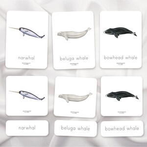 POLAR ANIMALS Nomenclature Cards | Arctic Animals | Montessori 3-part ...