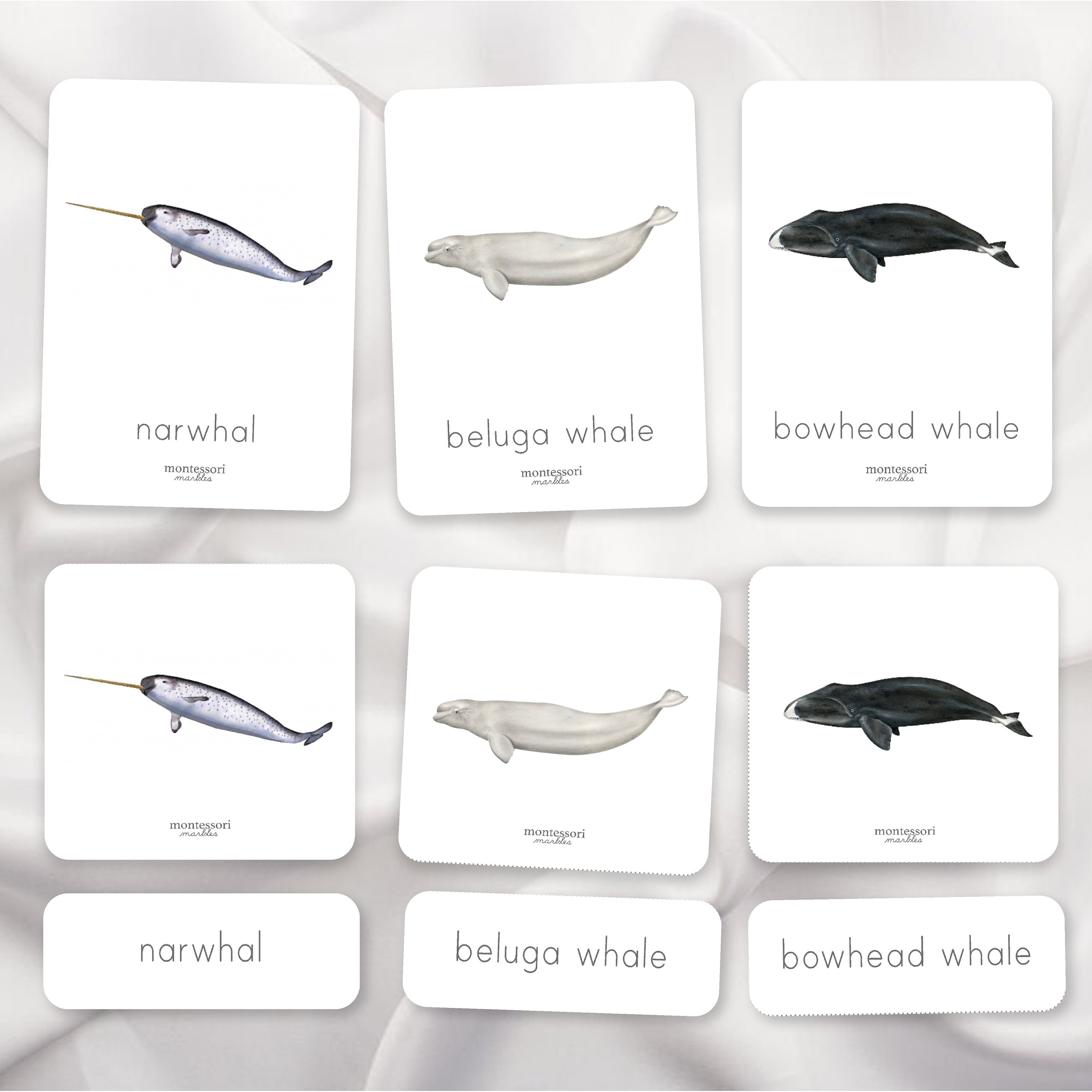 Polar Animals Nomenclature Cards | Montessori Science | 3-part Cards ...