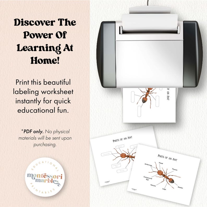 Ant Anatomy Printable: Montessori Insect Study Worksheet (digital ...