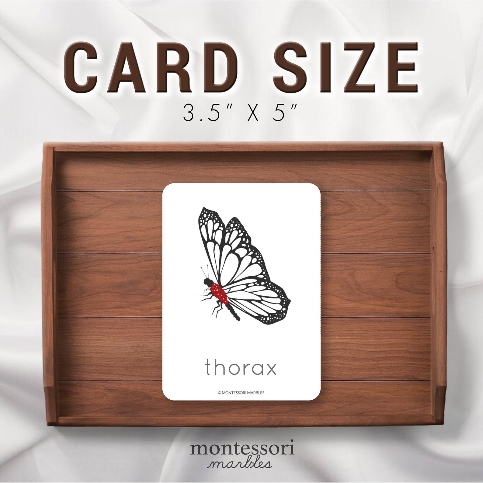 Parts of a Butterfly Montessori Nomenclature Three-part - Etsy