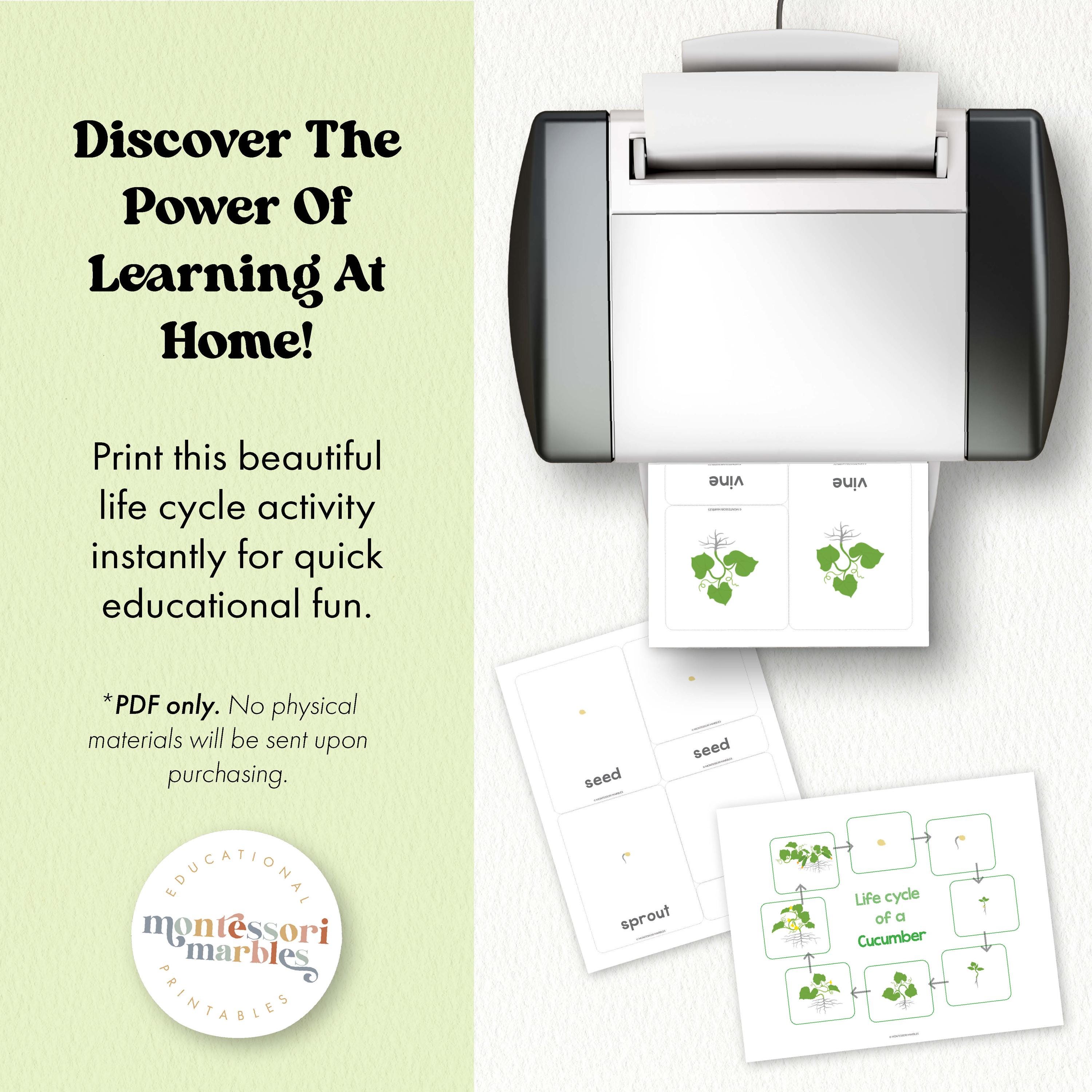 Cucumber Life Cycle Nomenclature Cards | Montessori Science ...