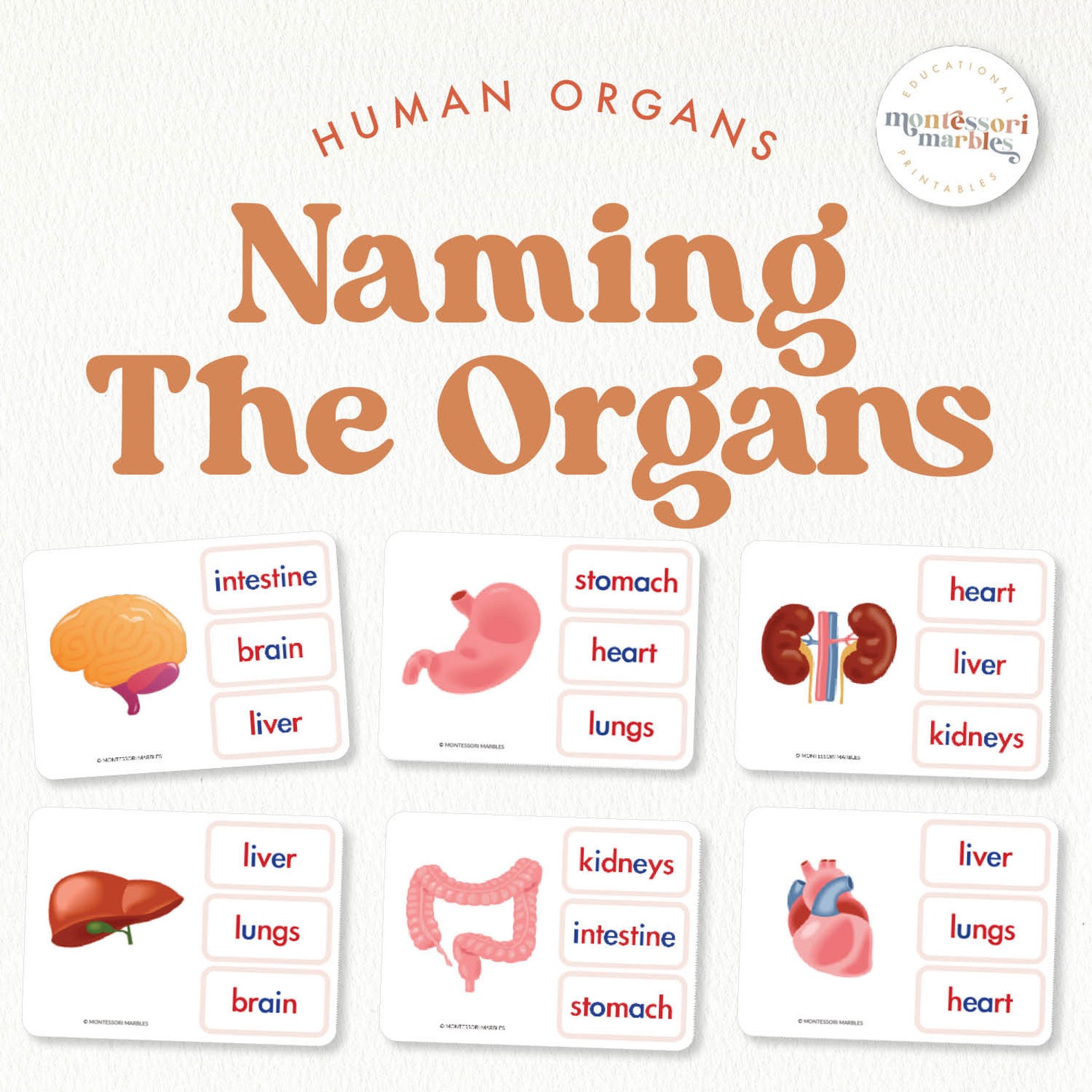 Human Body Organs Labeling Pictures With Words for Pre-k Preschool ...