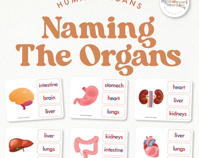 Montessori Internal Organs Matching Game DOWNLOADABLE PDF - Etsy Canada