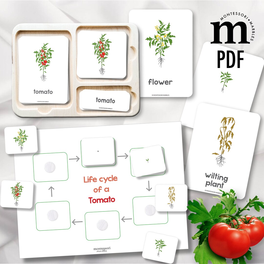 Life Cycle of a Tomato Plant Montessori Nomenclature Cards and Life ...