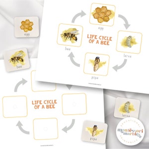 BEE Life Cycle of a Bee With Montessori Nomenclature Cards | Learn ...