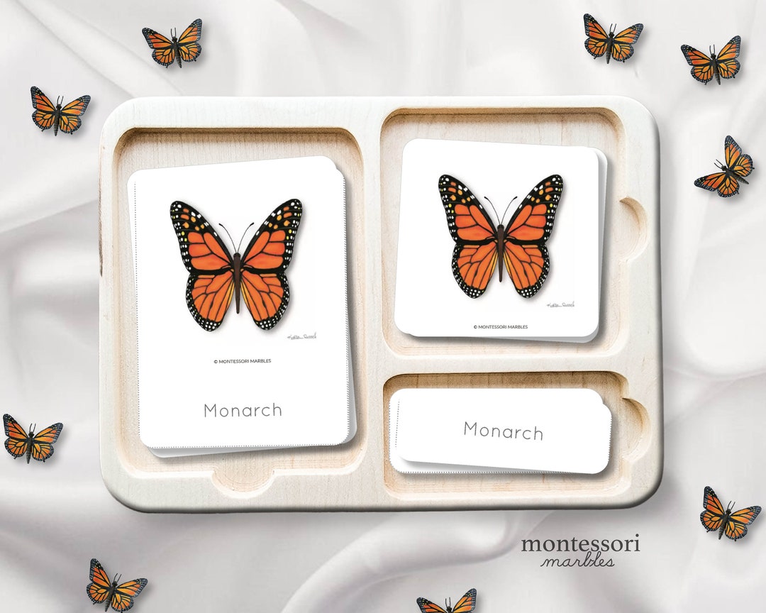 BUTTERFLY Montessori Nomenclature Cards Types of Butterflies - Etsy