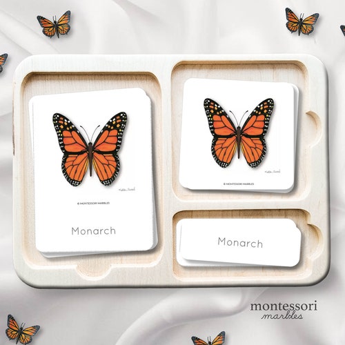 BUTTERFLY Montessori Nomenclature Cards Types of Butterflies - Etsy