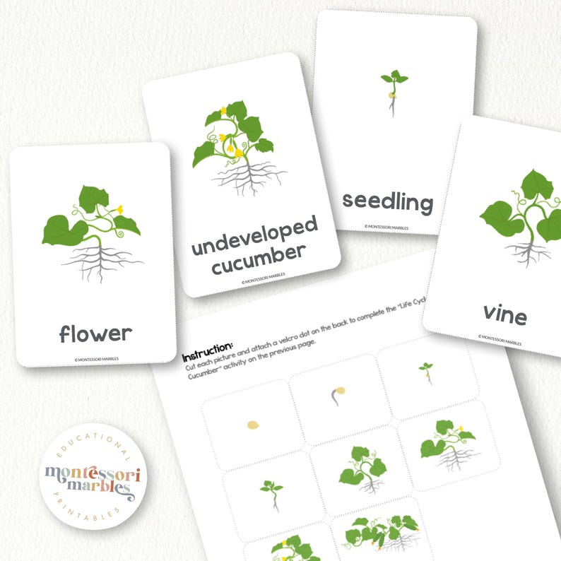 Cucumber Life Cycle Nomenclature Cards | Montessori Science ...