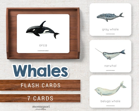 WHALES Flash Cards Different Types of Whales Printable for - Etsy Ireland