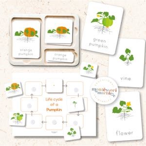 Life Cycle of a Pumpkin | Montessori Nomenclature Cards | Montessori at ...