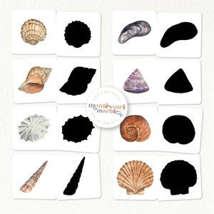 SEASHELLS Activity Bundle | Montessori Inspired Resources | Summer ...