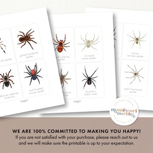 SPIDERS Types of Spiders Flash Cards | Montessori Inspired Learning ...