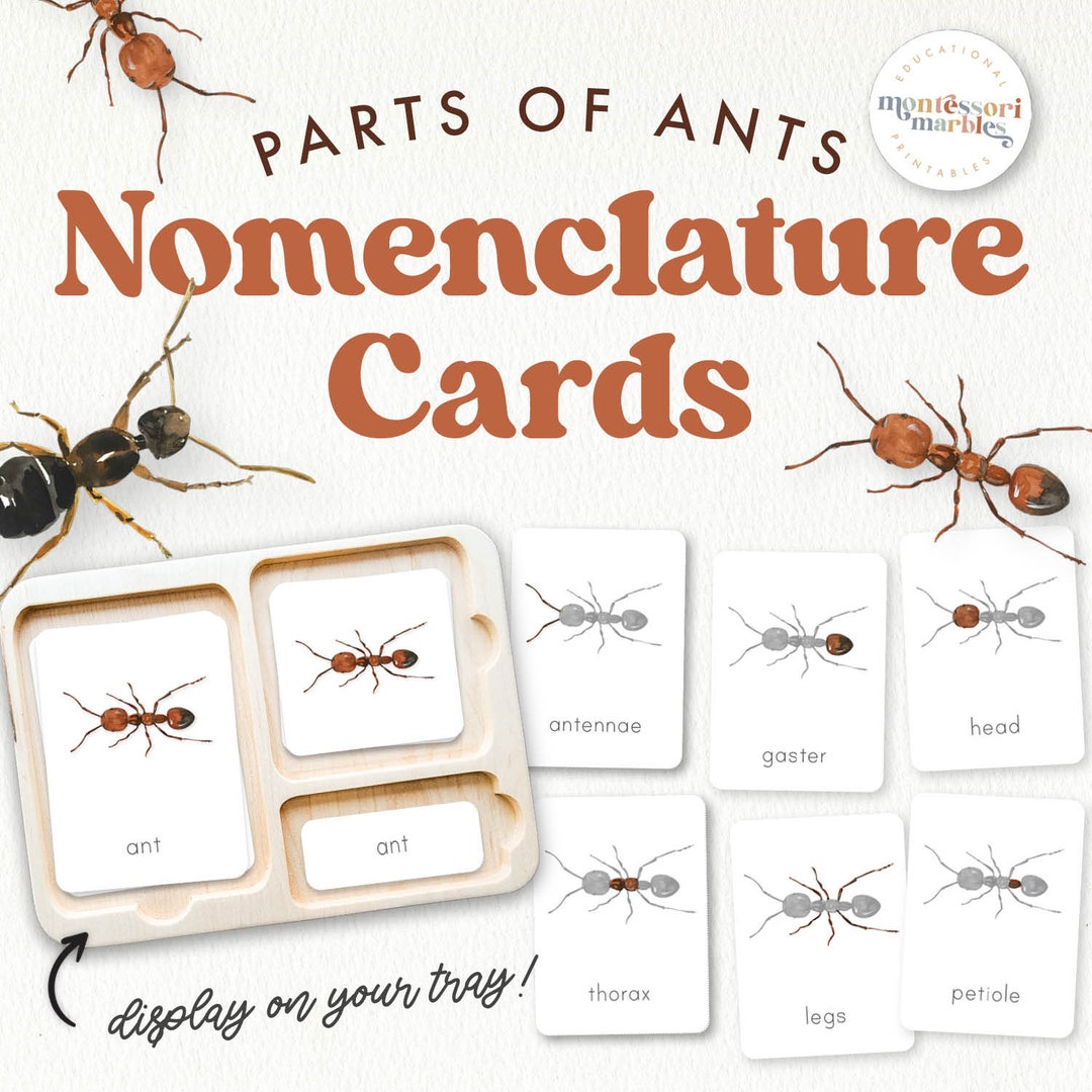 Parts of an Ant | Montessori Nomenclature Three-part Cards | Montessori ...