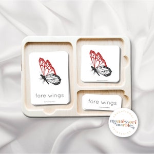 Parts of a Butterfly | Montessori Nomenclature Three-part Cards ...