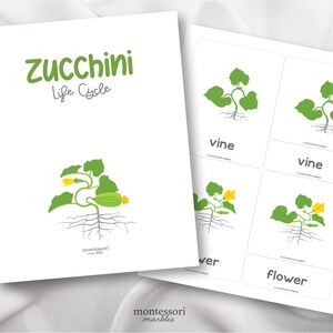 Life Cycle of a Zucchini Montessori Nomenclature Cards, Preschool ...